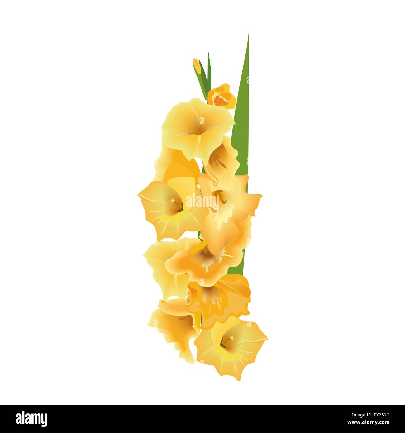 Perennial flower in bloom Stock Vector Images - Alamy