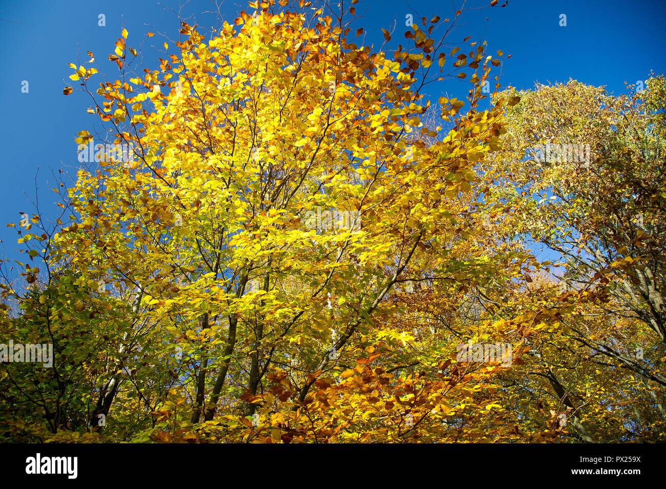 Mirachowo hi-res stock photography and images - Alamy