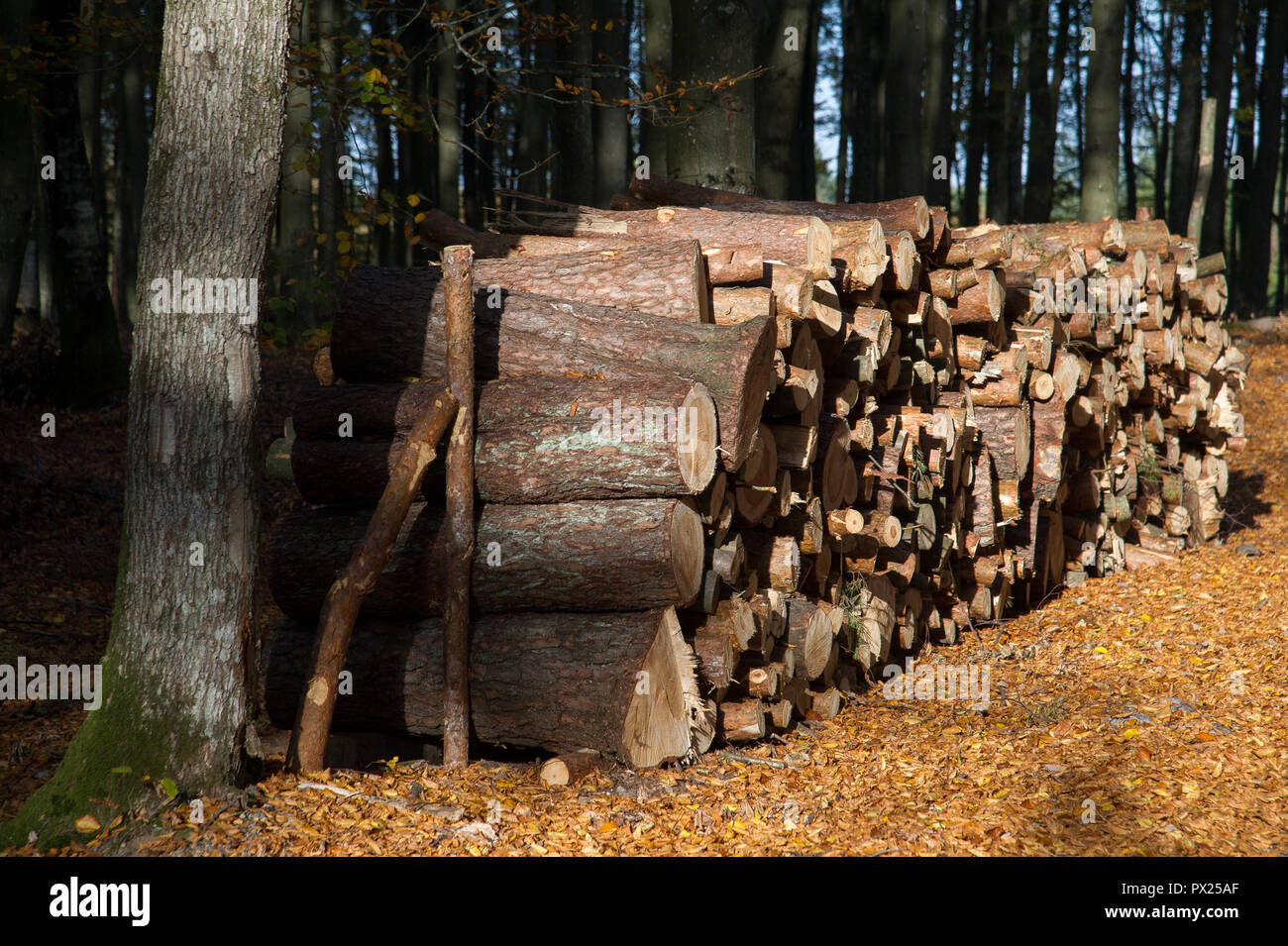 Mirachowo hi-res stock photography and images - Alamy
