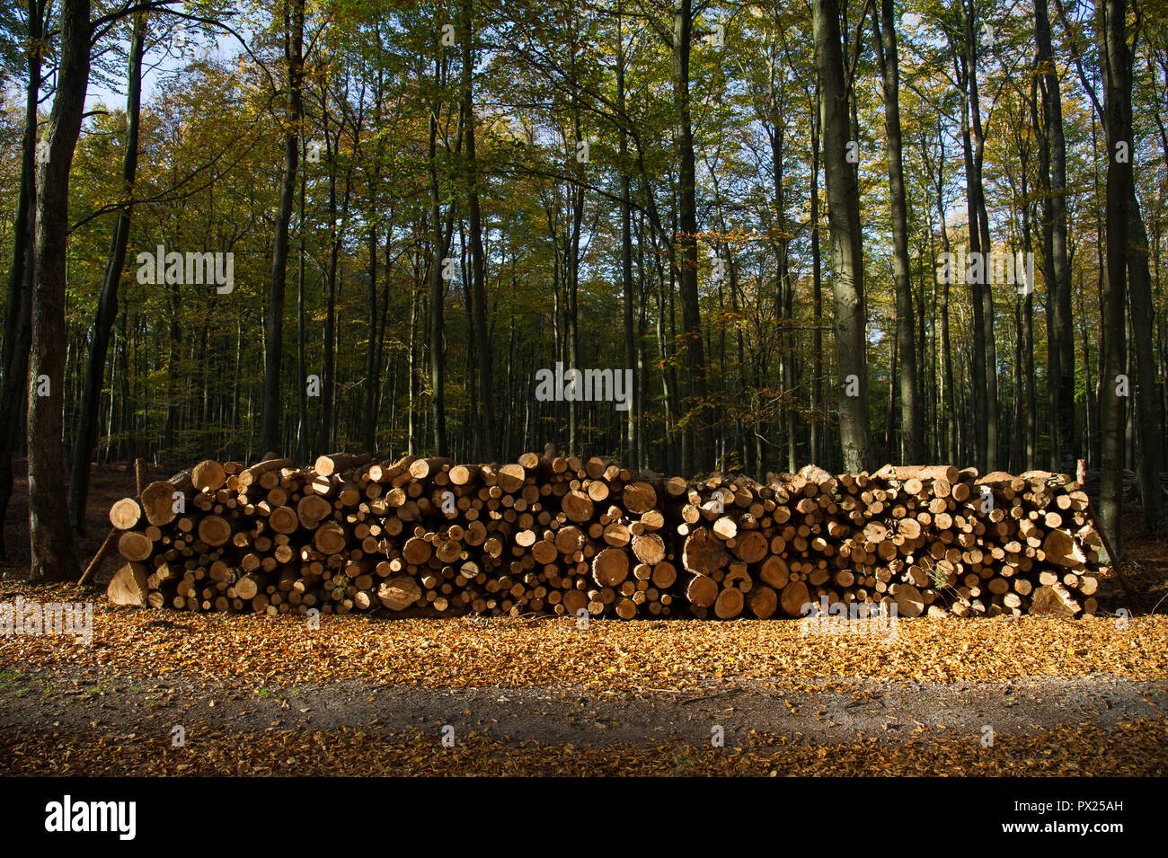 Mirachowo hi-res stock photography and images - Alamy
