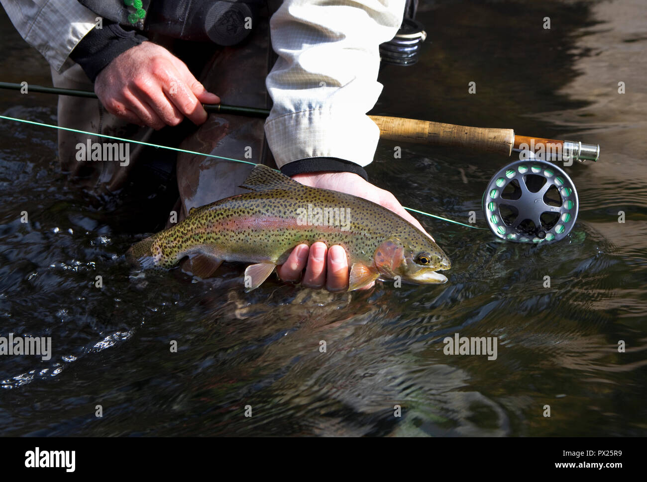 Rainbow trout caught while fly fishing Stock Photo - Alamy