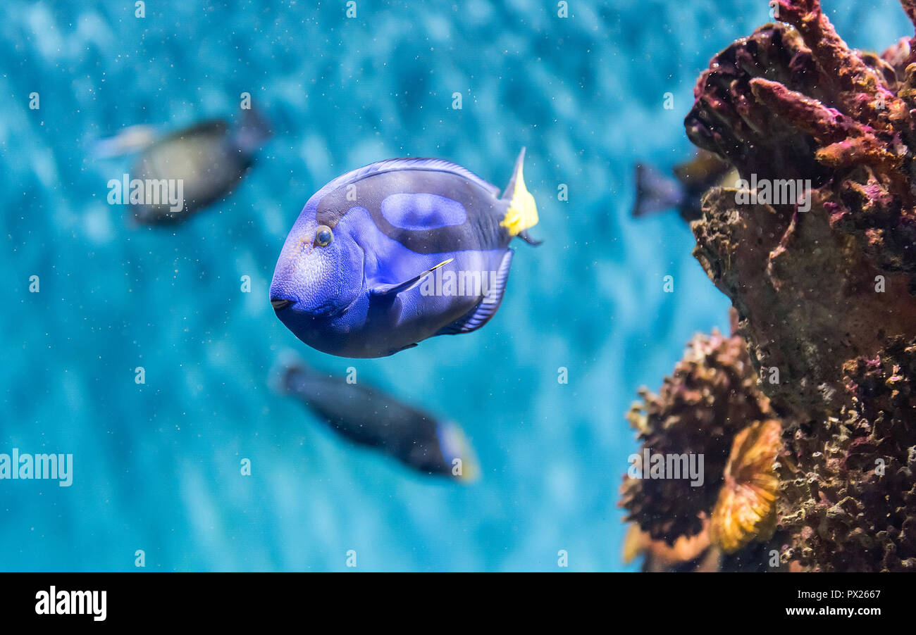 Closeup of a Paracanthurus hepatus, a species of surgeonfish, aka regal ...