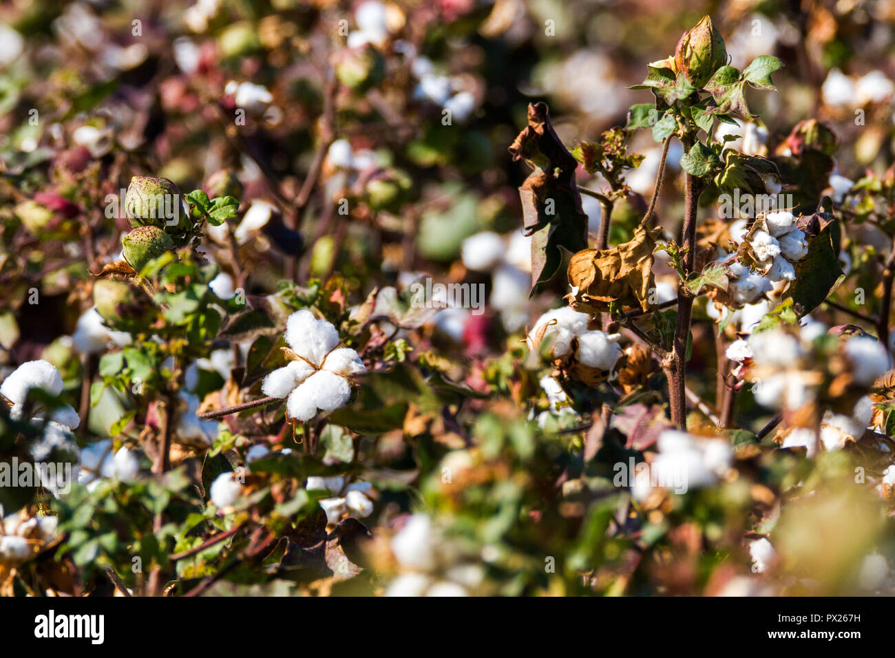 Cotton flower field hi-res stock photography and images - Alamy