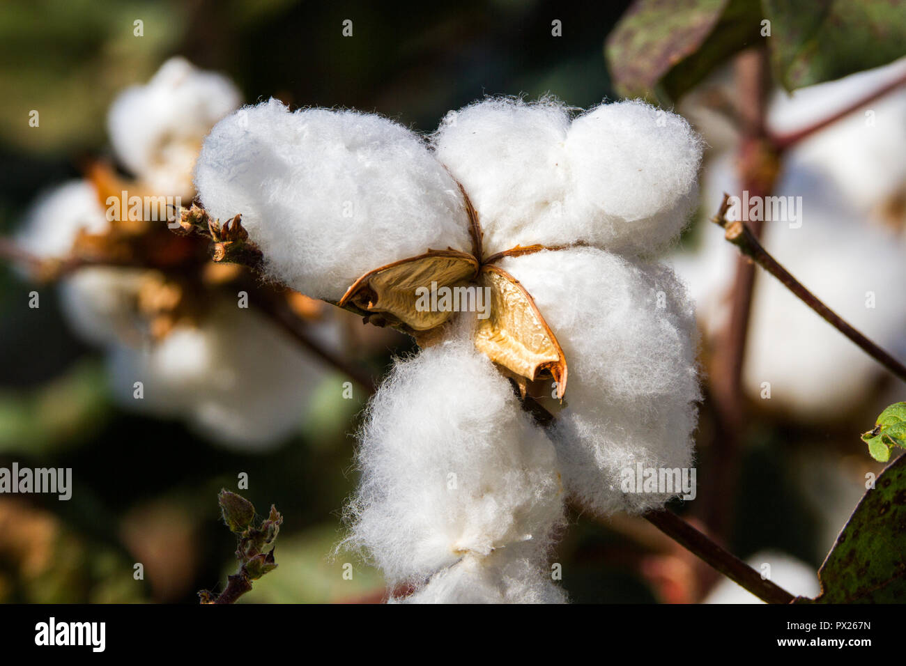 Cotton plant flower hi-res stock photography and images - Alamy