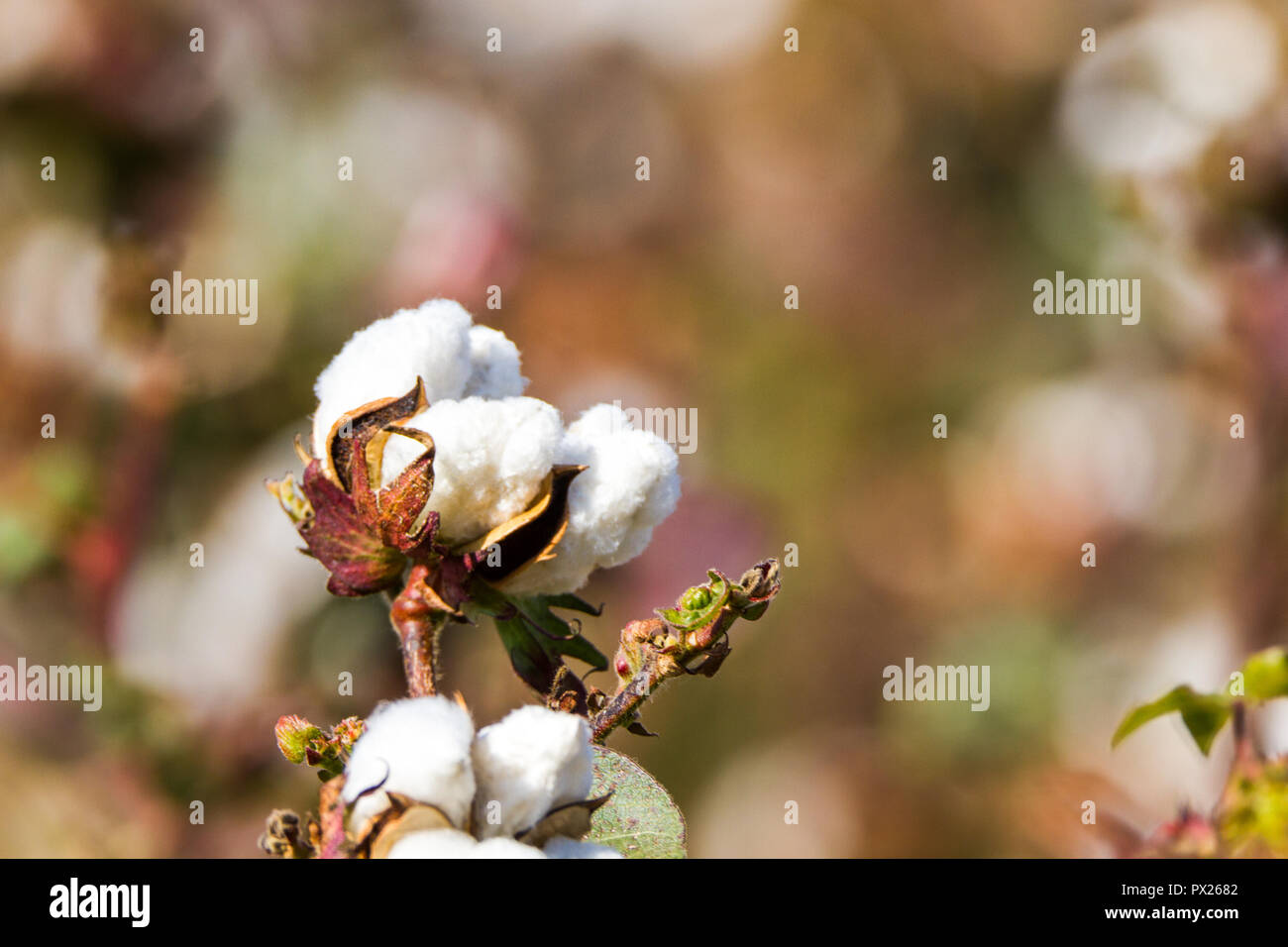 Cotton flower field hi-res stock photography and images - Alamy