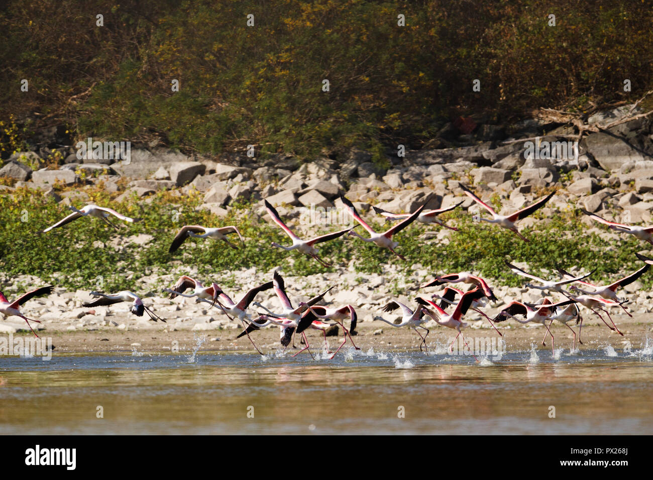 FLAMINGOS TAKING OFF INTO A FLIGHT WITH PINK FLAMINGO IN BACKGROUND ...