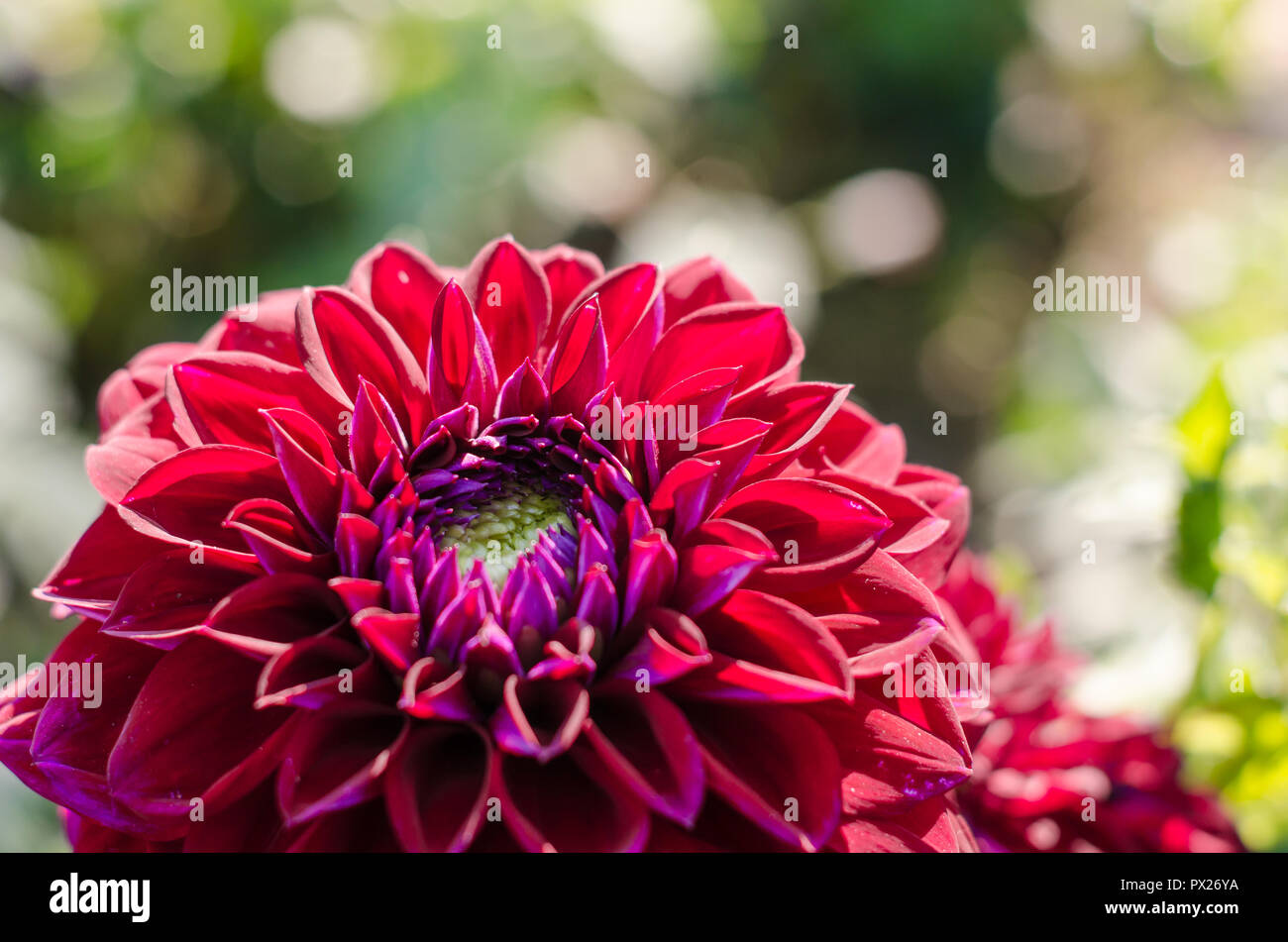 Red flower blooming on green background Stock Photo - Alamy