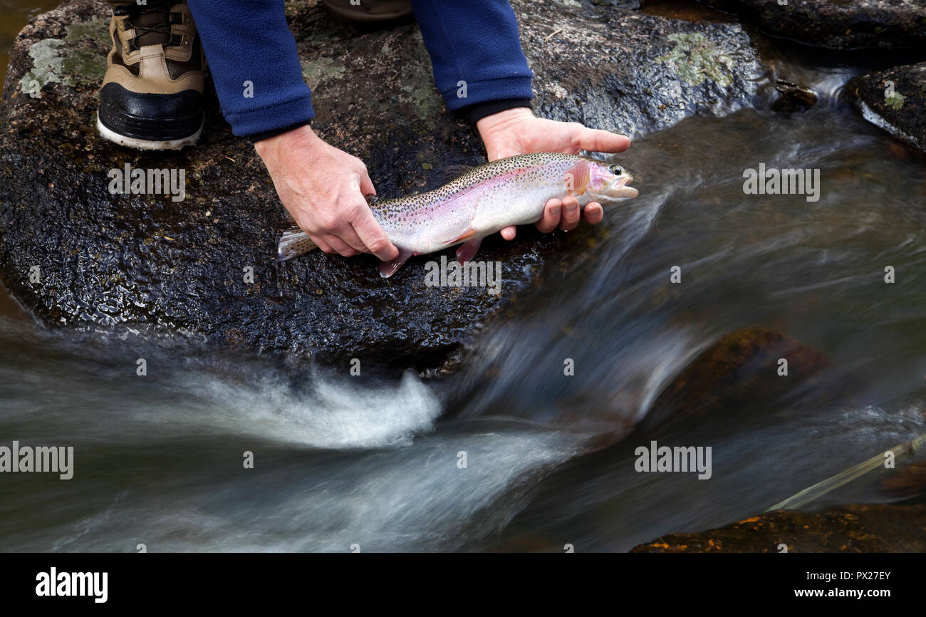 Rainbow trout caught while fly fishing Stock Photo - Alamy