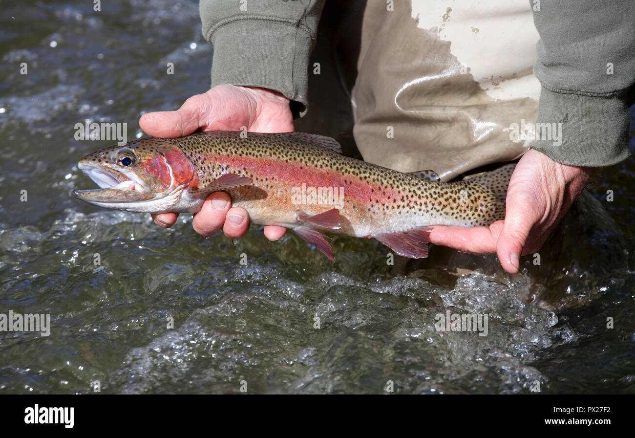 Freshwater stream rainbow trout hi-res stock photography and images - Alamy
