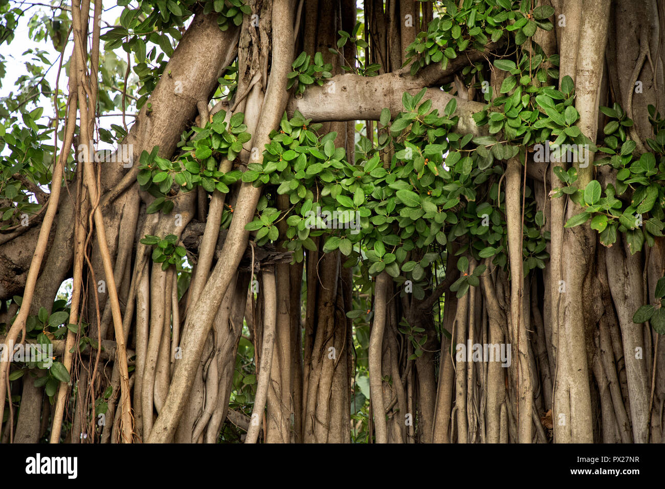 Close up tropical tree trunk with branches and roots in Bangkok ...