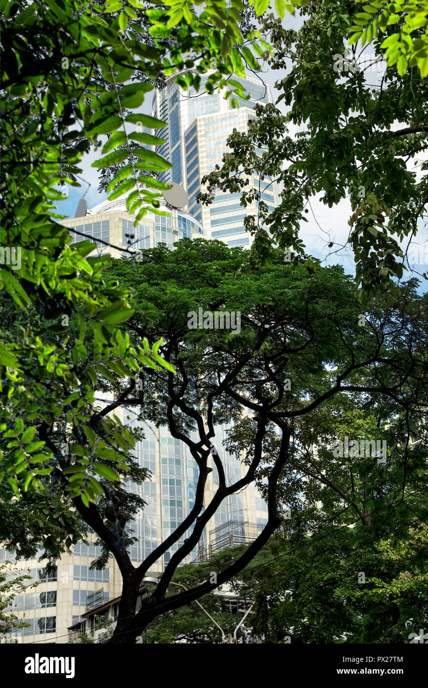 Travel image of tropical trees and office buildings in downtown Bangkok ...