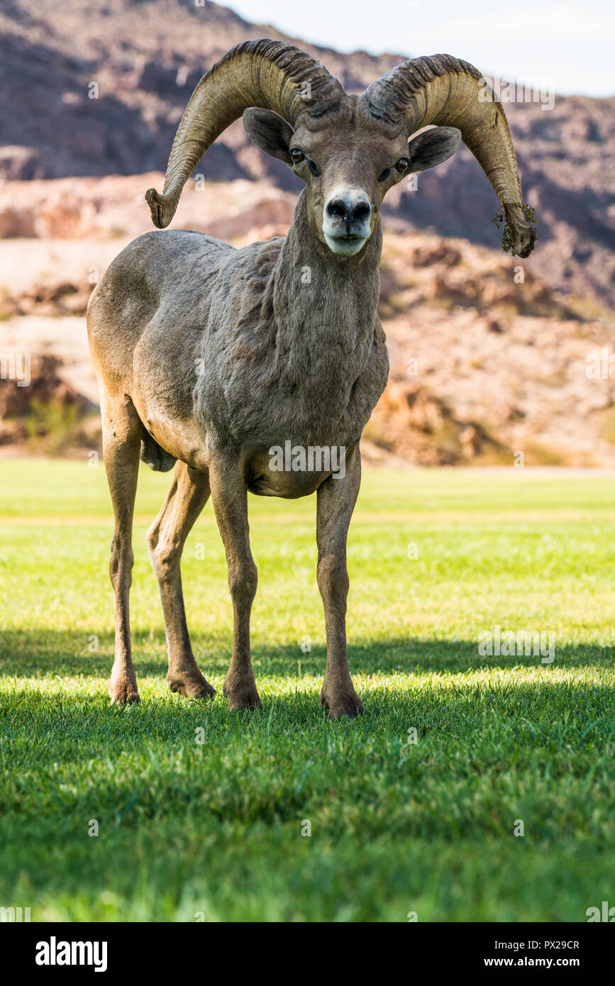 Big sheep hi-res stock photography and images - Alamy