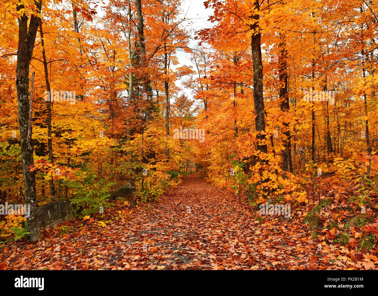 Fall scenery in northern Ontario Canada Stock Photo - Alamy