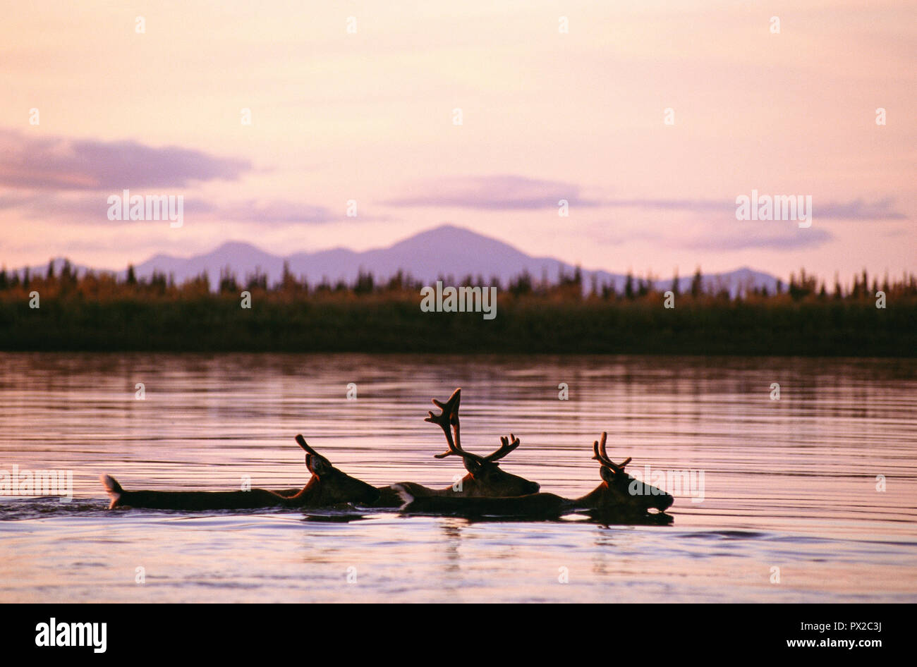 Caribou swimming arctic alaska hi-res stock photography and images - Alamy