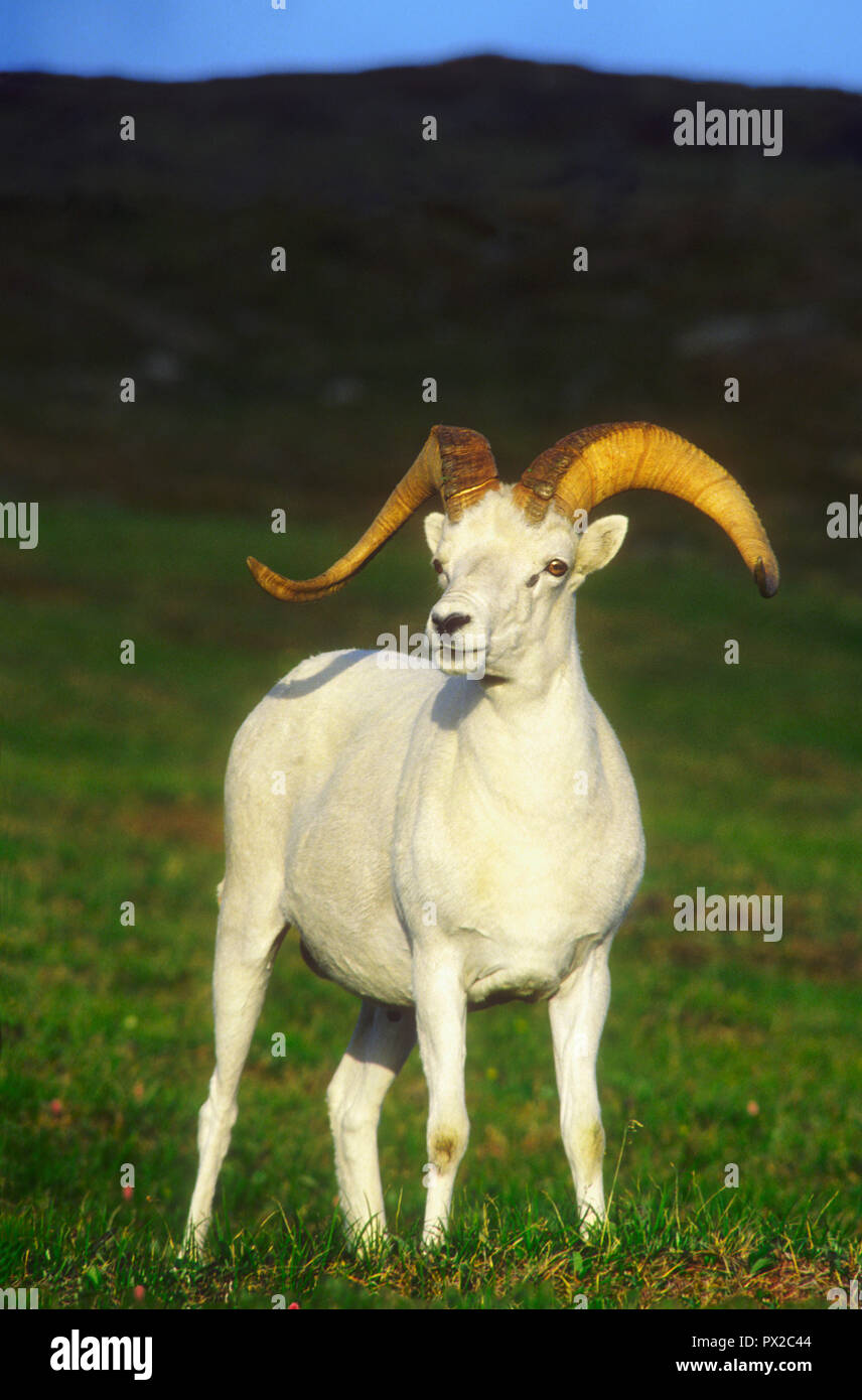 Dall sheep ram; Denali National Park; Alaska Stock Photo - Alamy