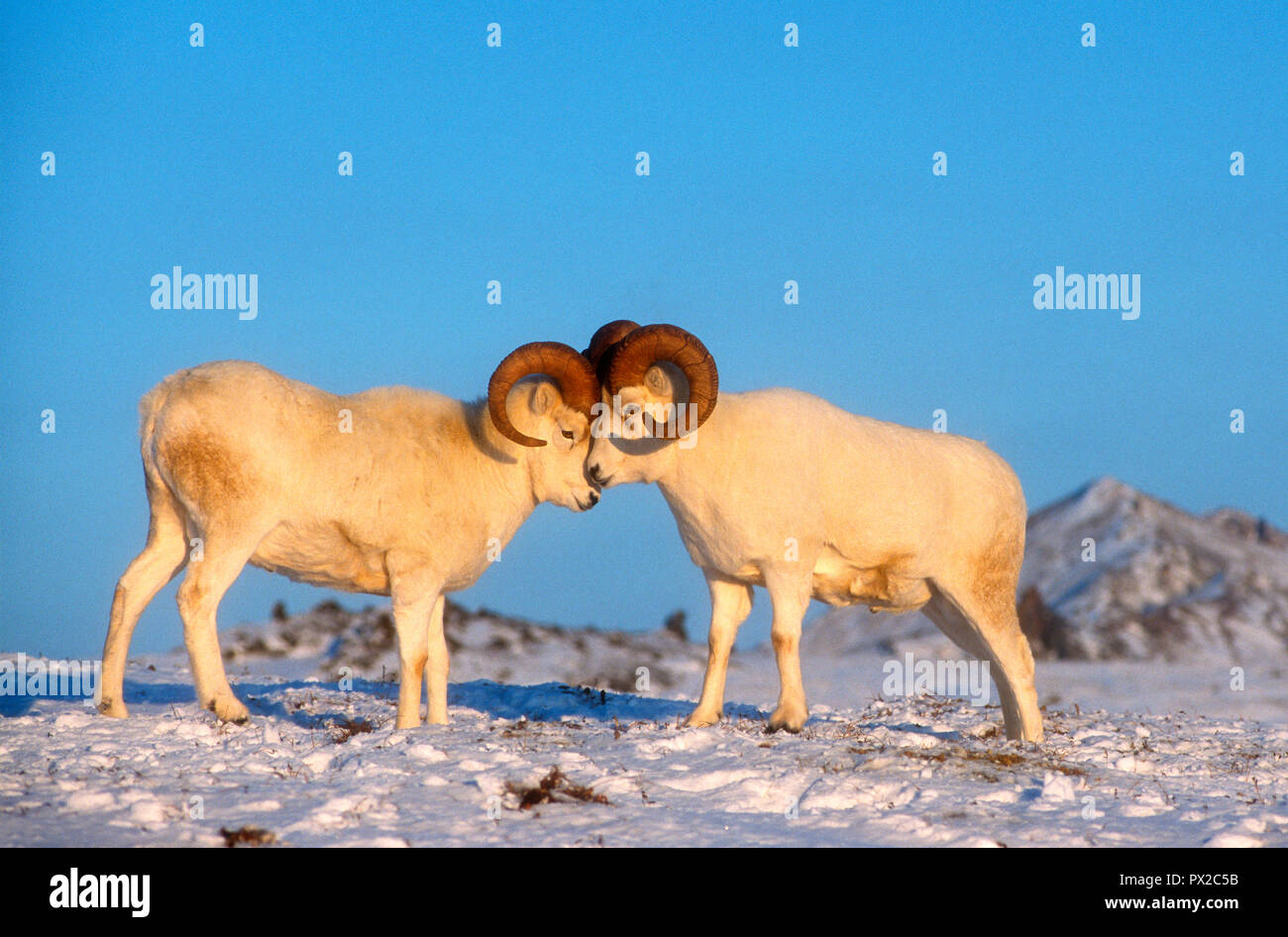 Dall sheep ram hi-res stock photography and images - Alamy