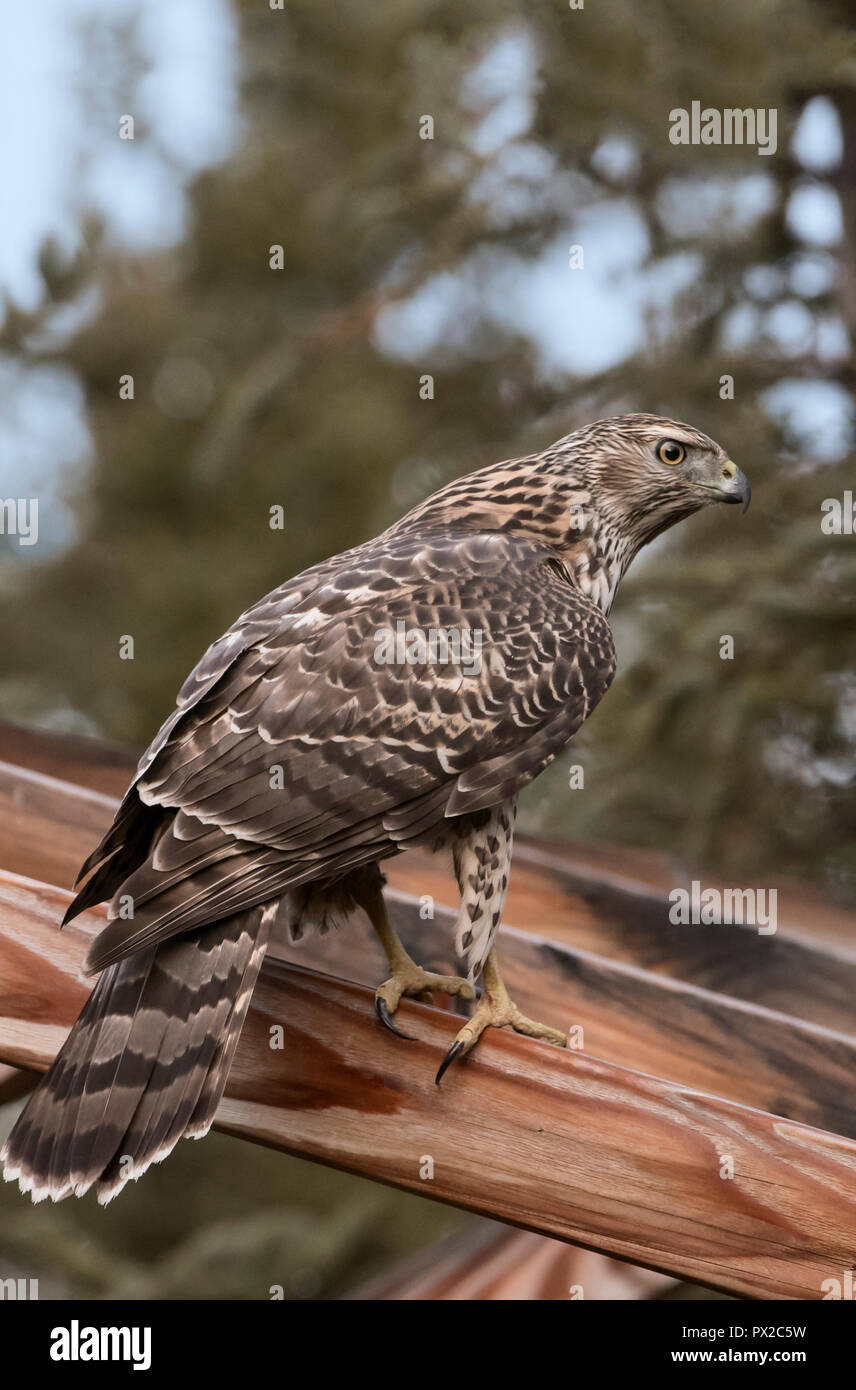 Northern goshawk; Predator; Denali National Park, Alaska Stock Photo ...
