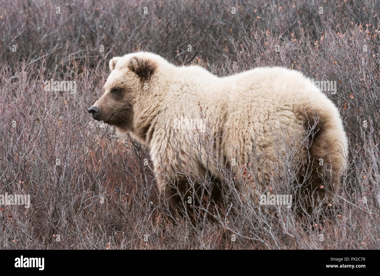 Bear eating hi-res stock photography and images - Alamy