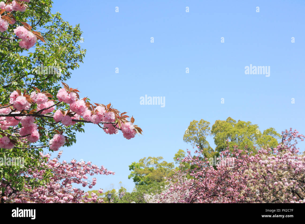 Osaka Mint Cherry Blossoms Stock Photo - Alamy