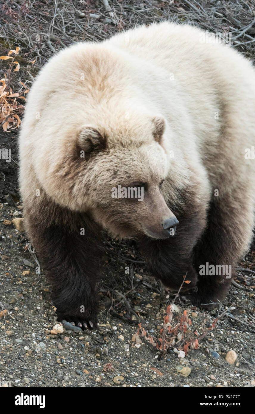 Bear eating hi-res stock photography and images - Alamy