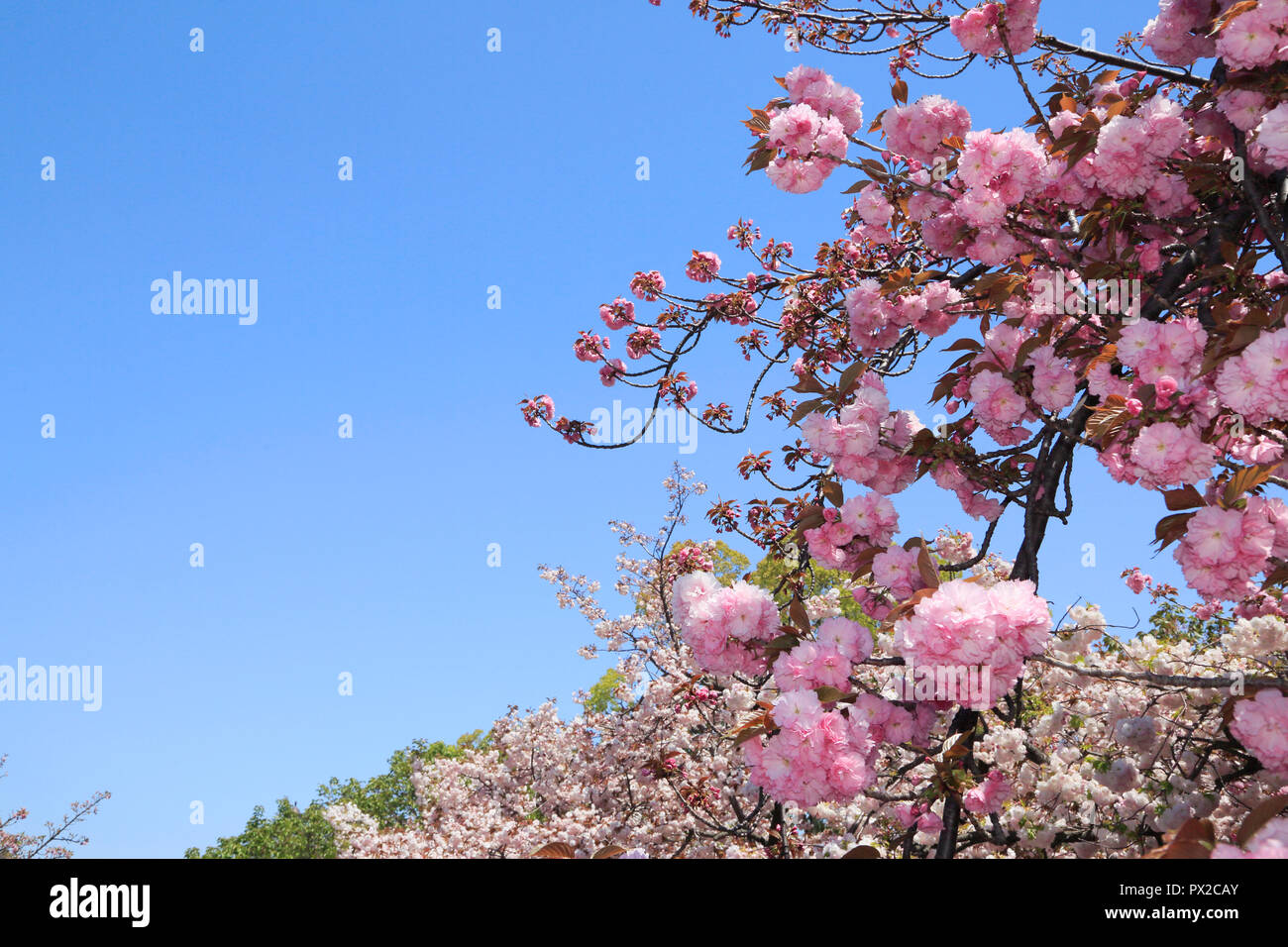 Osaka Mint Cherry Blossoms Stock Photo - Alamy