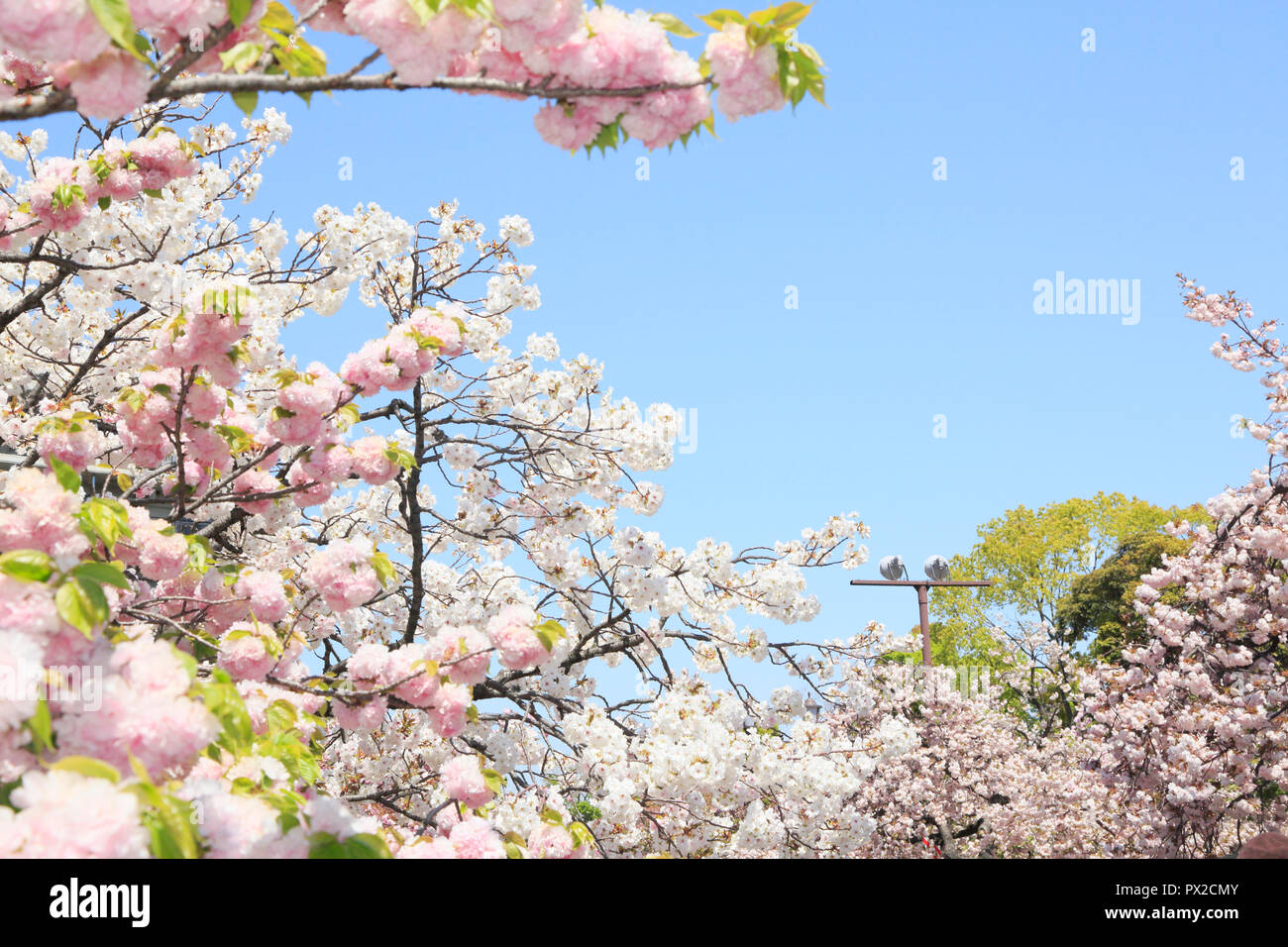 Osaka Mint Cherry Blossoms Stock Photo - Alamy