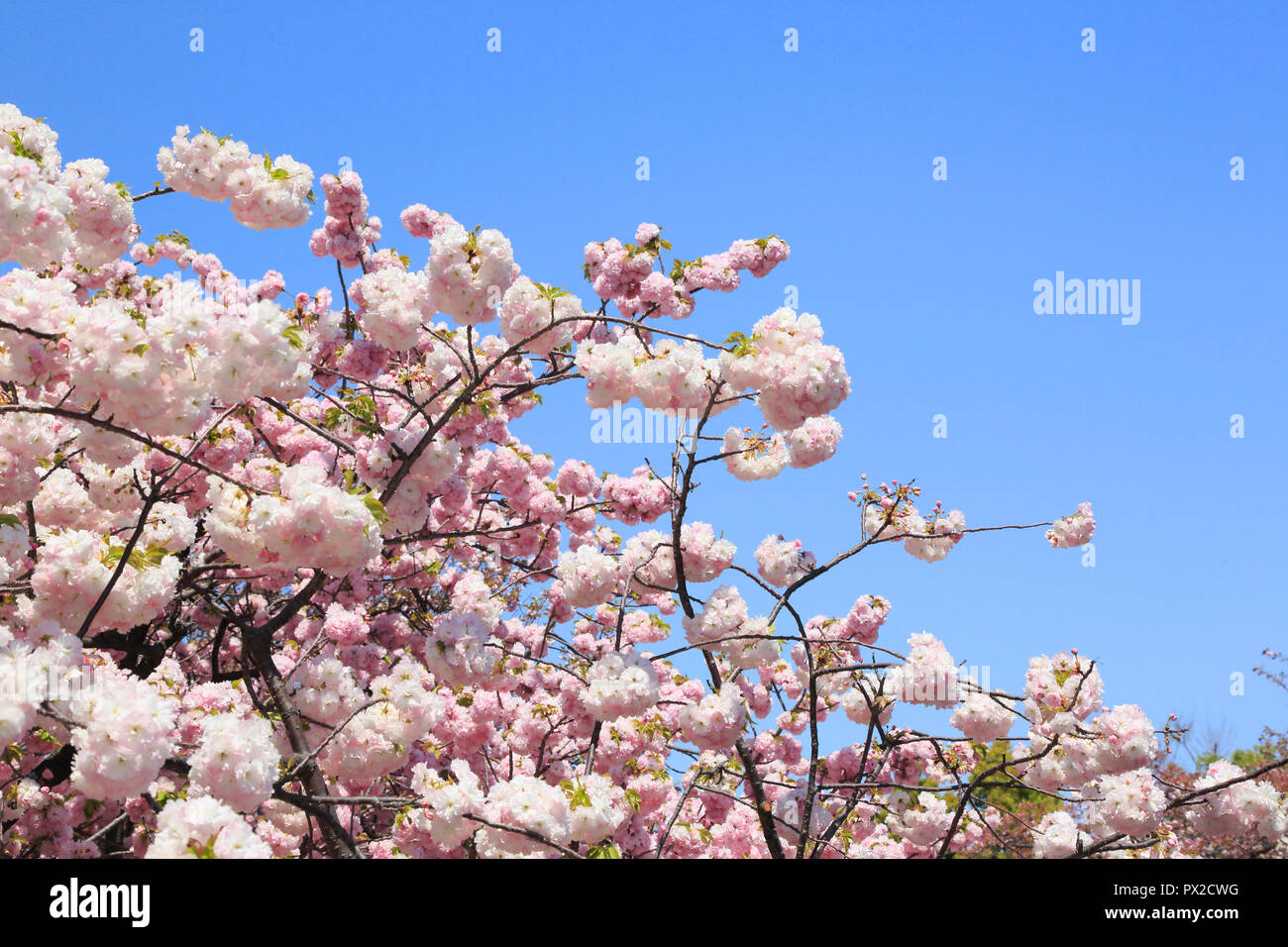 Osaka Mint Cherry Blossoms Stock Photo - Alamy