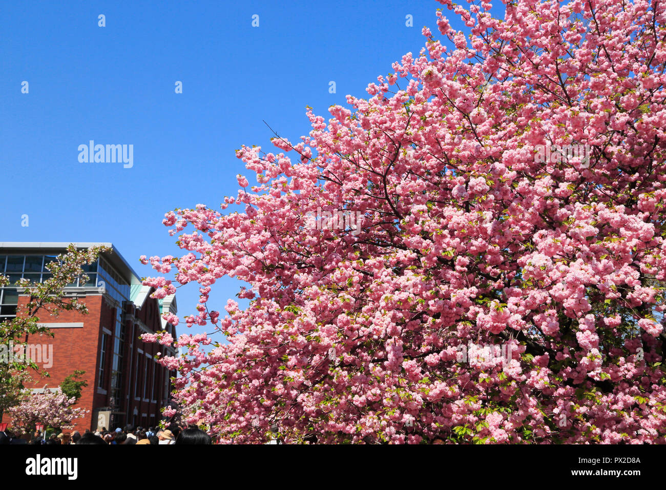 Osaka Mint Cherry Blossoms Stock Photo - Alamy