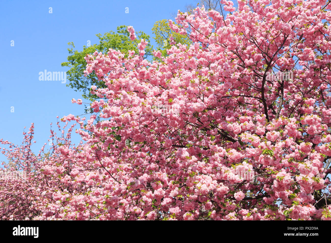 Osaka Mint Cherry Blossoms Stock Photo - Alamy