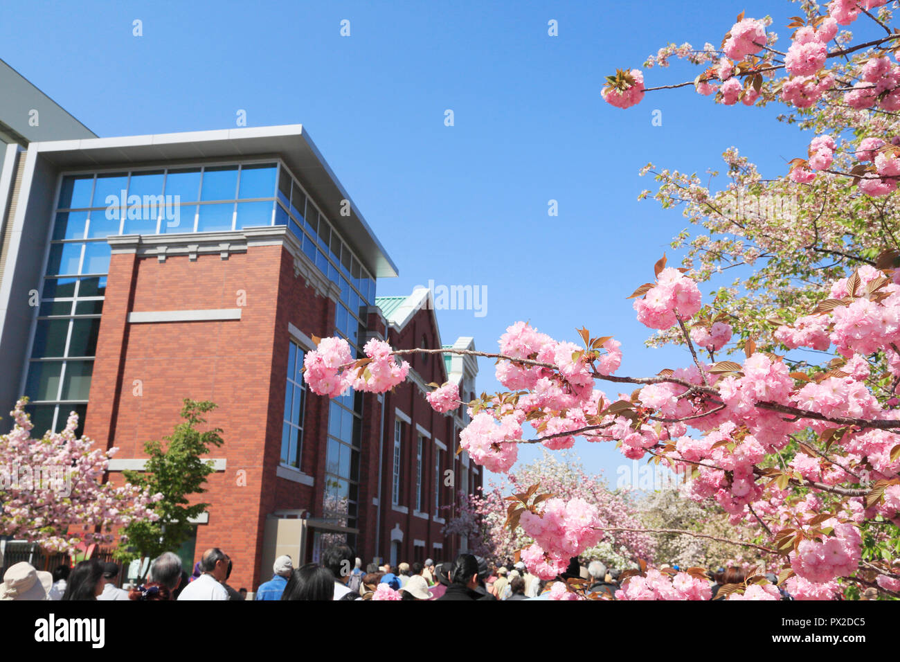 Osaka Mint Cherry Blossoms Stock Photo - Alamy