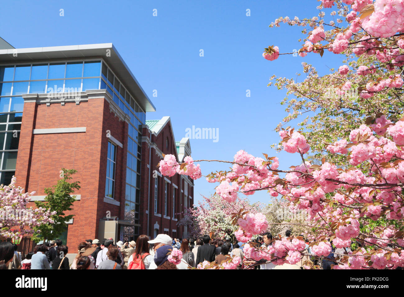 Osaka Mint Cherry Blossoms Stock Photo - Alamy