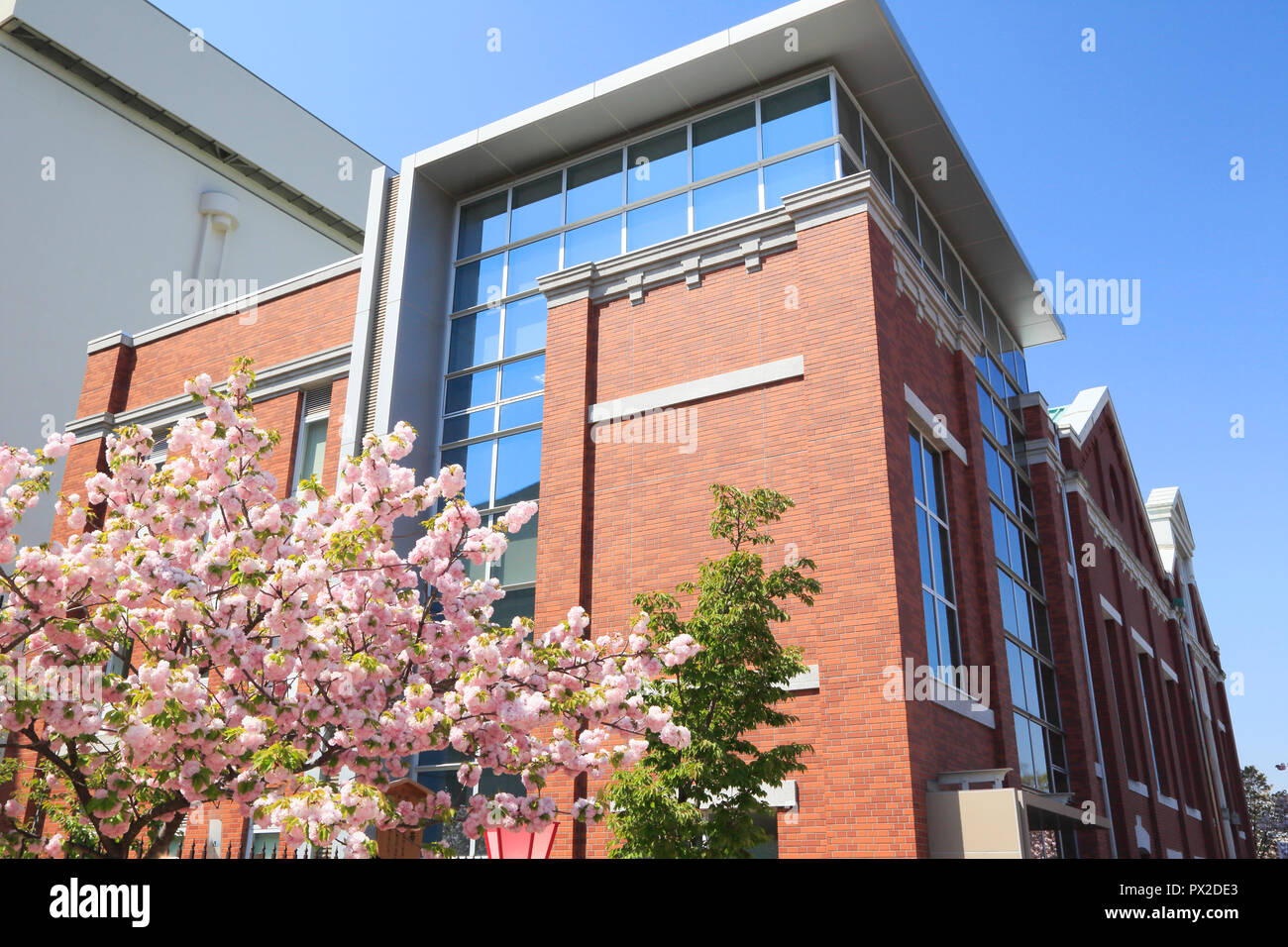 Osaka Mint Cherry Blossoms Stock Photo - Alamy