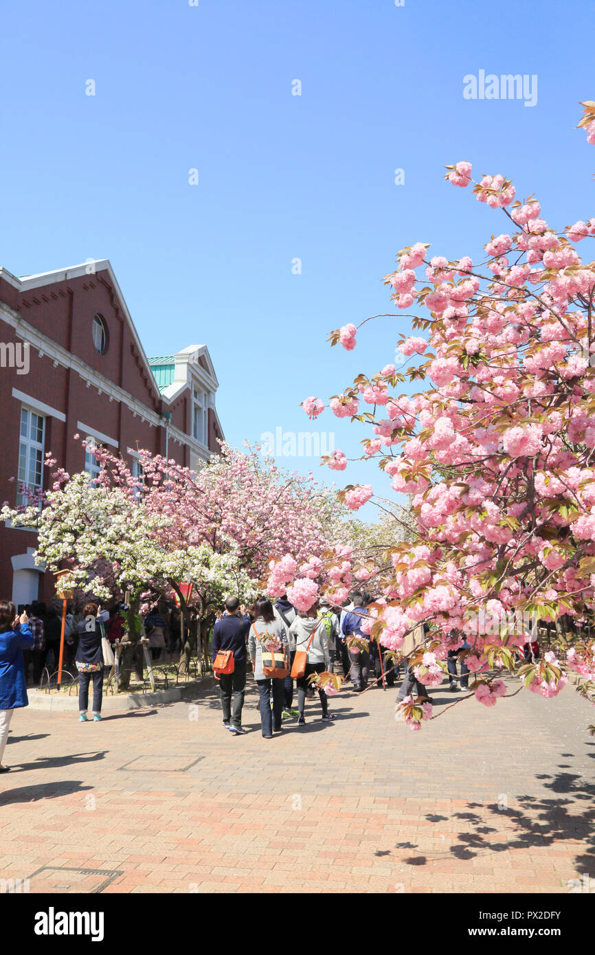 Osaka Mint Cherry Blossoms Stock Photo - Alamy