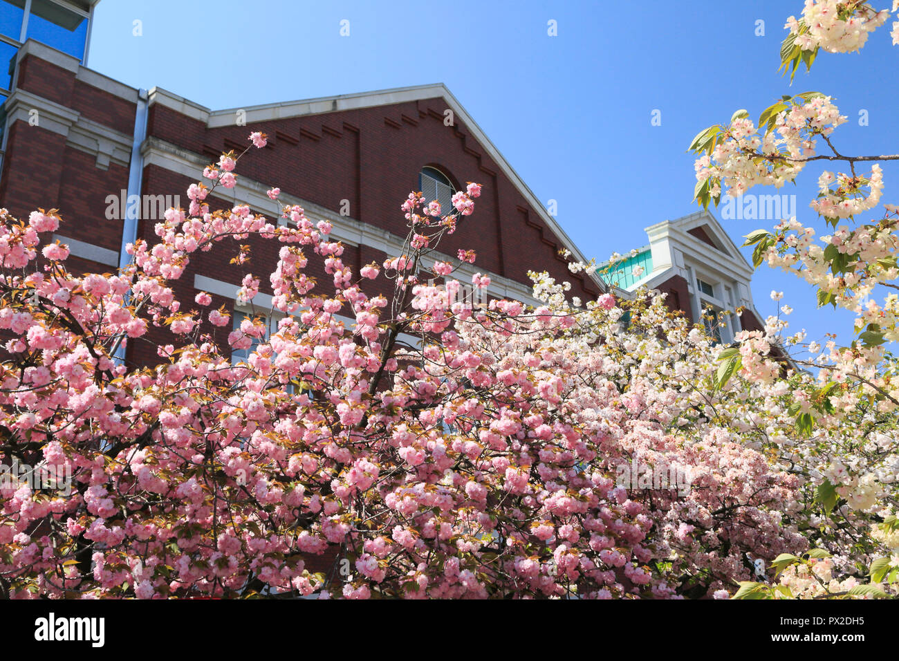 Osaka Mint Cherry Blossoms Stock Photo - Alamy
