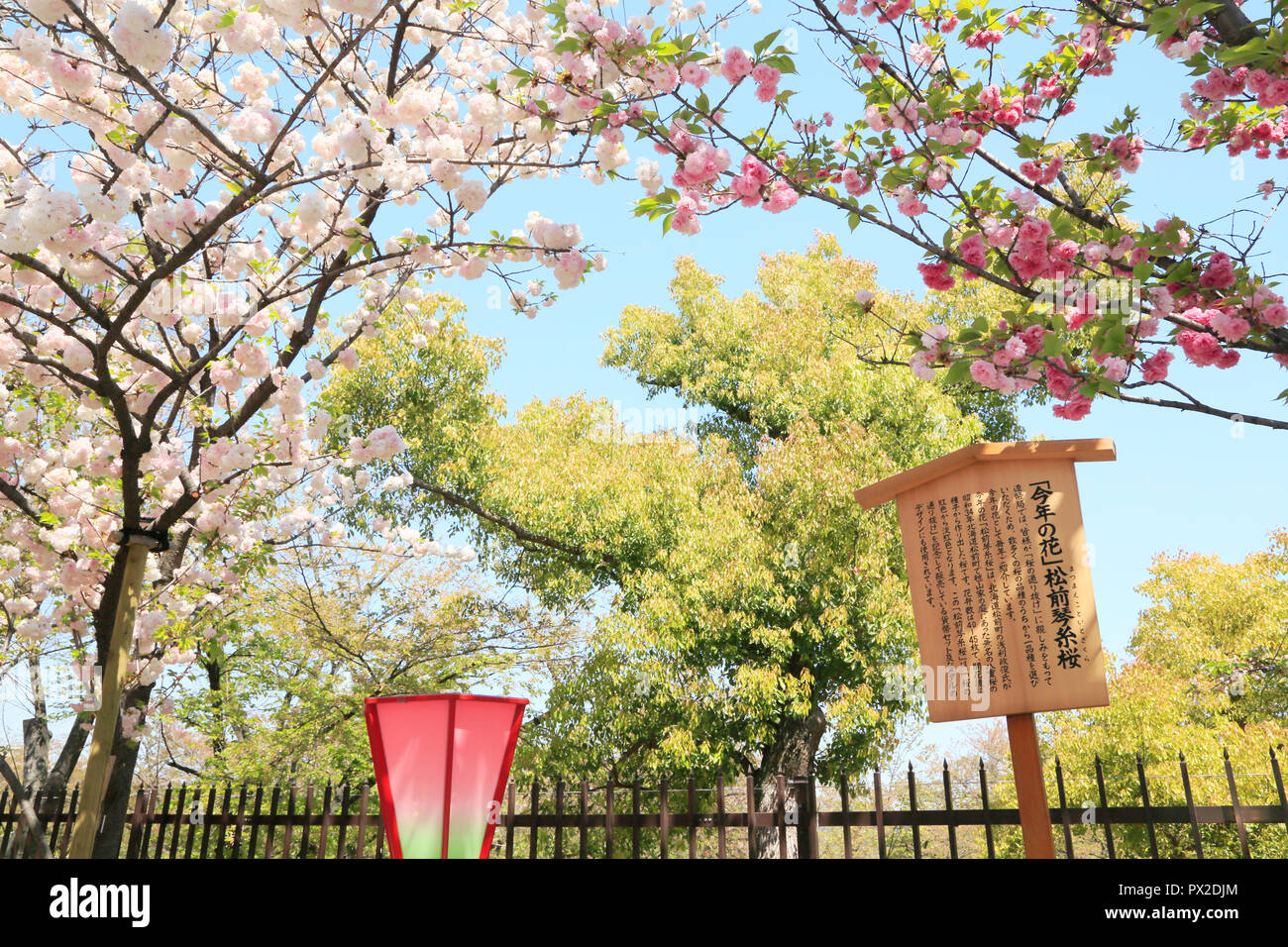 Osaka Mint Cherry Blossoms Stock Photo - Alamy