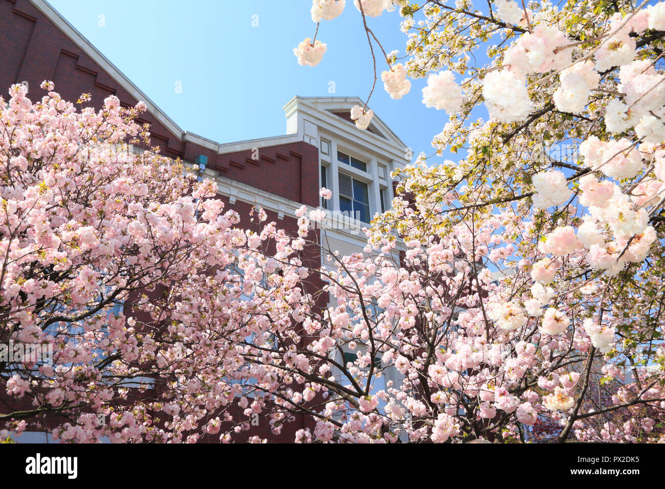 Osaka Mint Cherry Blossoms Stock Photo - Alamy