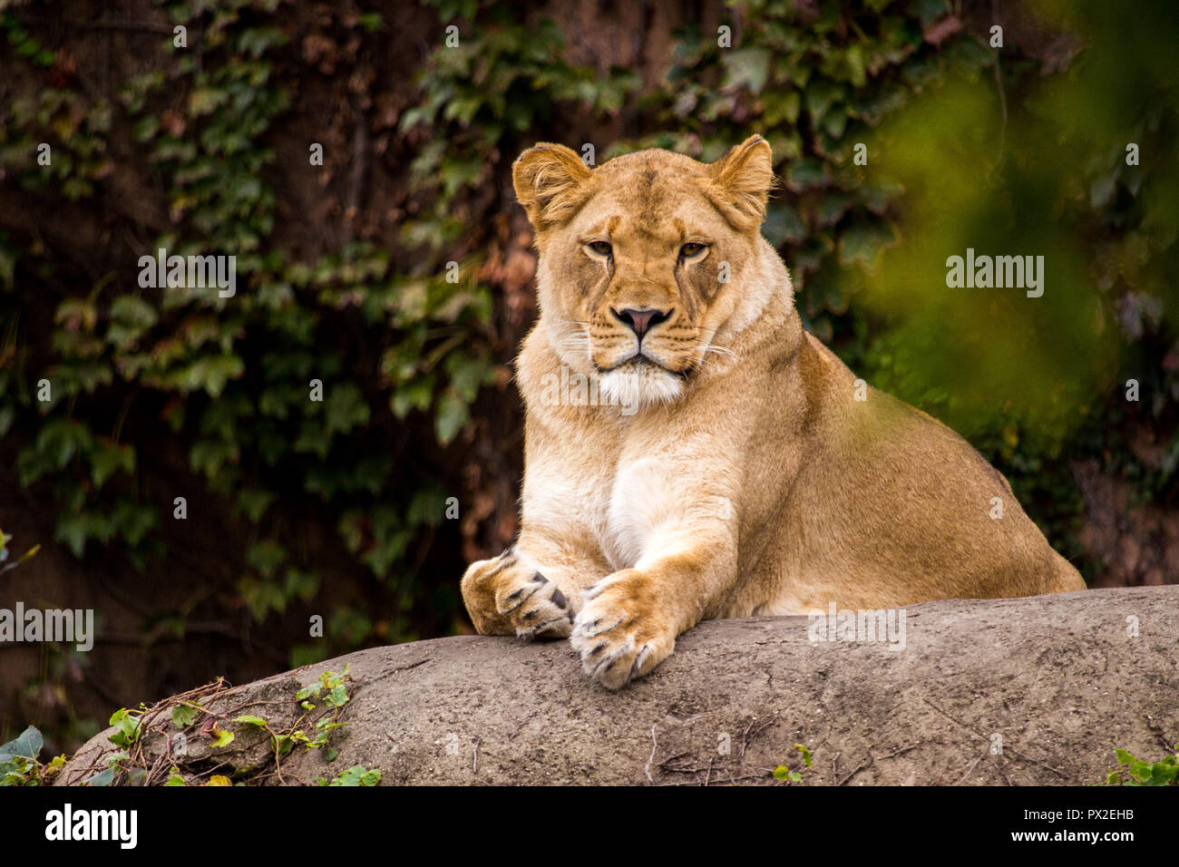 Female Lion Sitting on Rock Staring Posing at Camera Stock Photo - Alamy