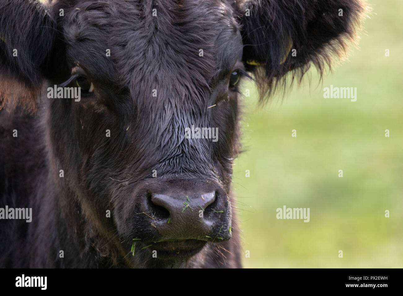 Black angus cattle cows grazing hi-res stock photography and images - Alamy