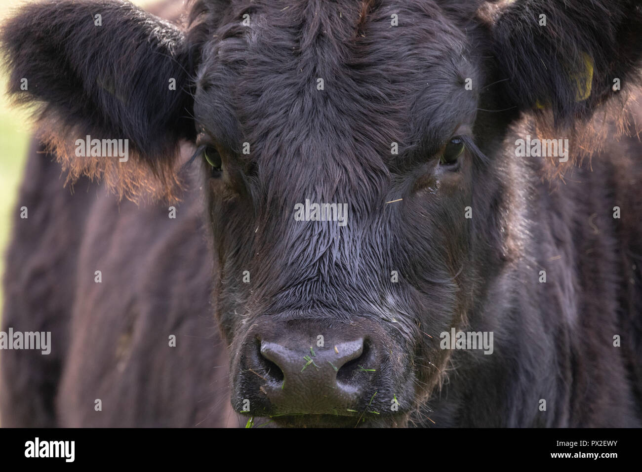 Angus cattle grazing in pasture on an autumnal morning Stock Photo - Alamy