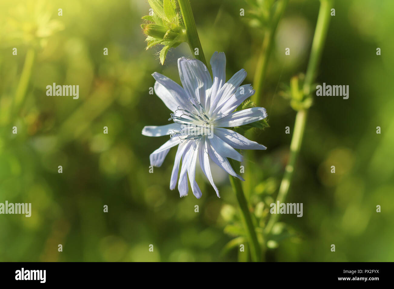 Blue Chicory Flowers, chicory wild flowers on the field. Blue flower on ...