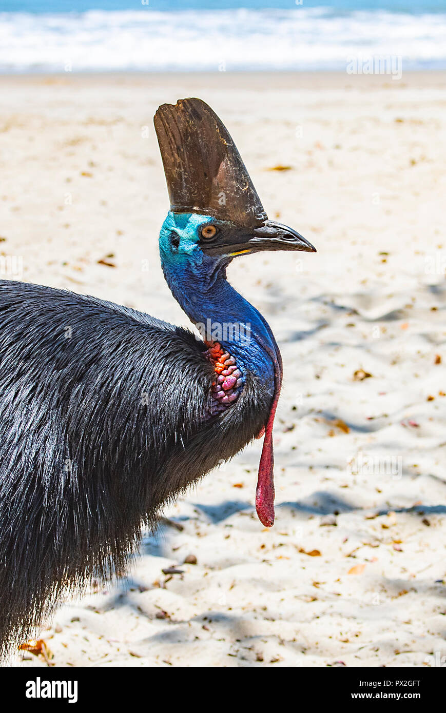 Portrait of a Southern or Double-wattled Cassowary (Casuarius casuarius ...