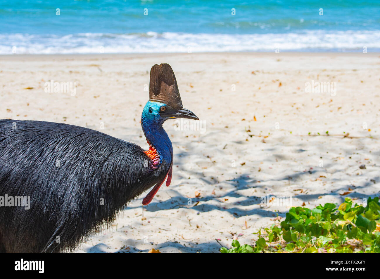 Southern or Double-wattled Cassowary (Casuarius casuarius) on the beach ...