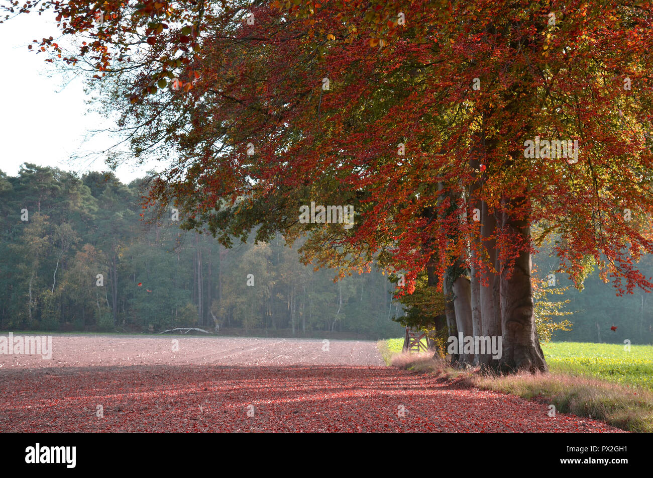 Row autumn beech trees in hi-res stock photography and images - Alamy