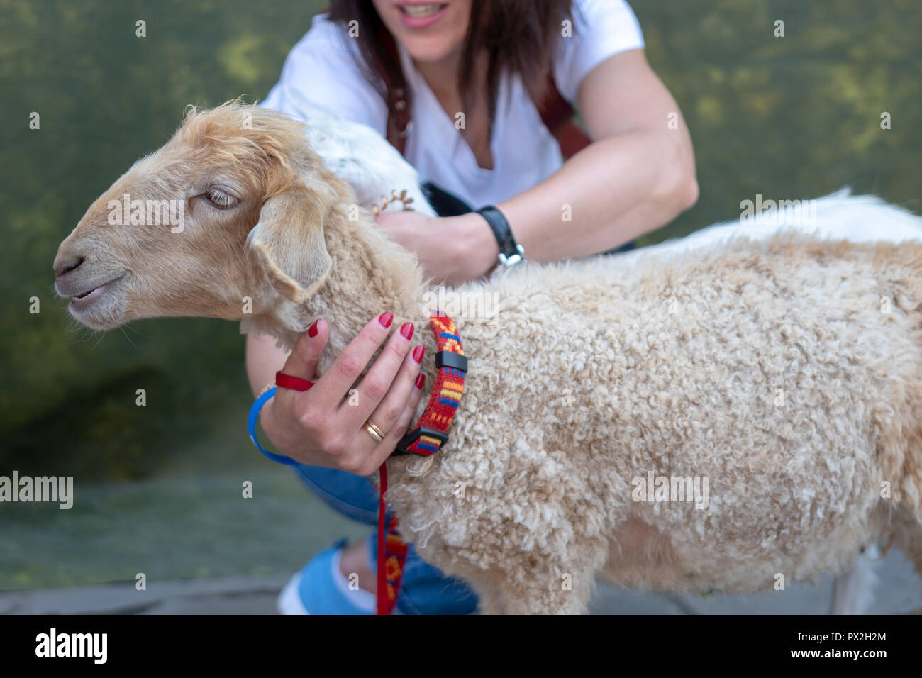 Female hands caress the head of a lamb Stock Photo - Alamy