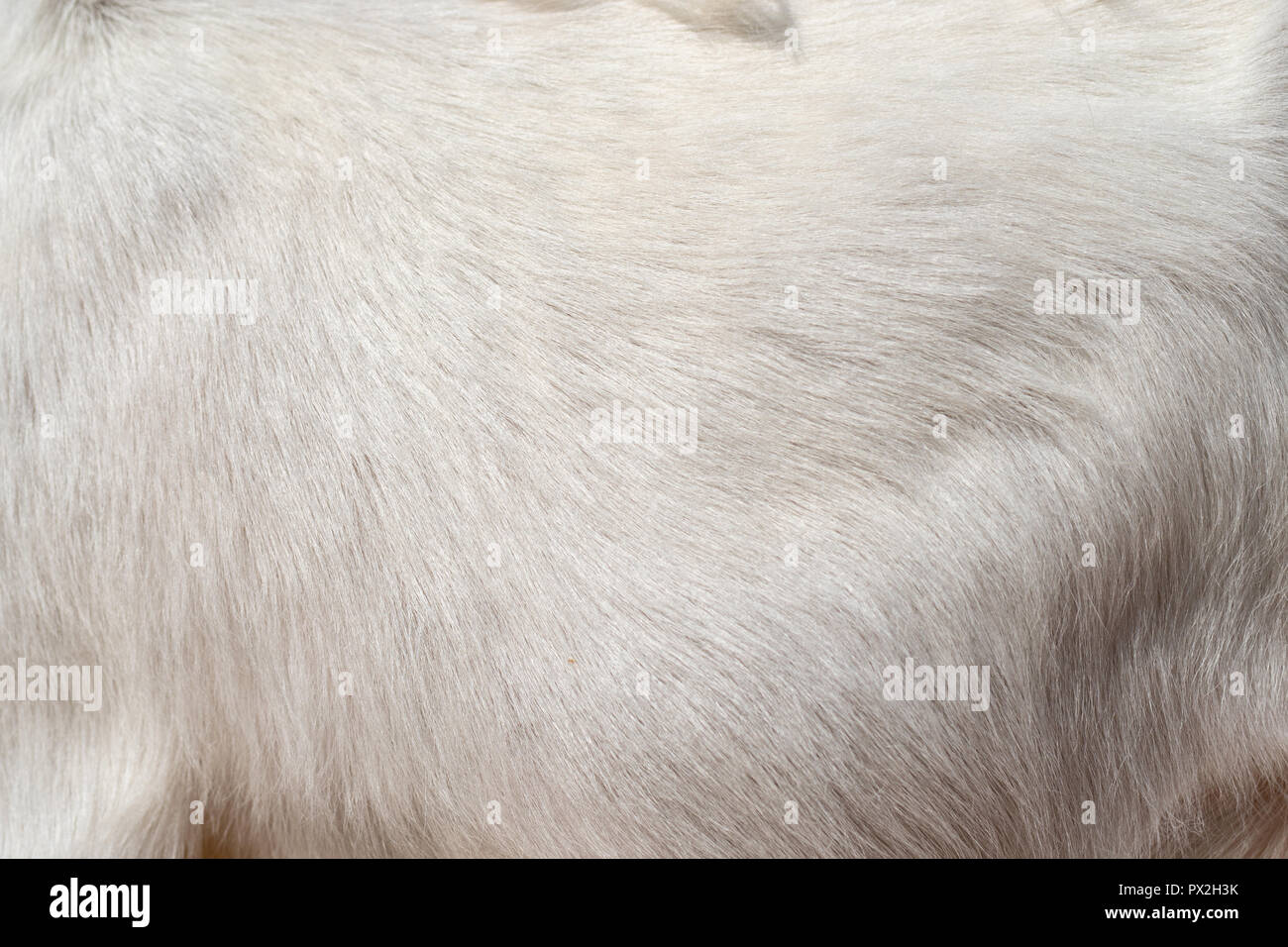 Goat hair texture hi-res stock photography and images - Alamy