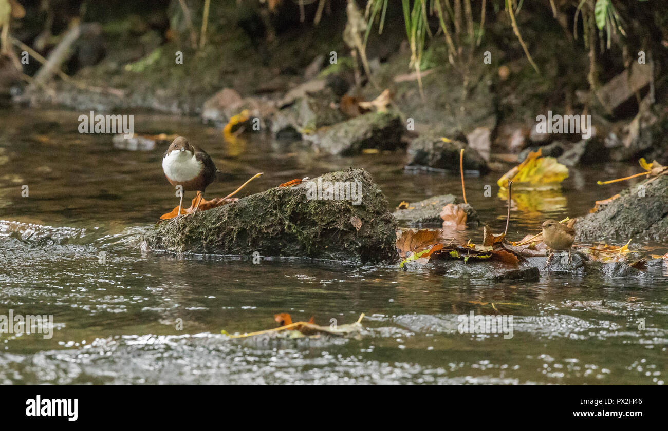 Dipper pair hi-res stock photography and images - Alamy