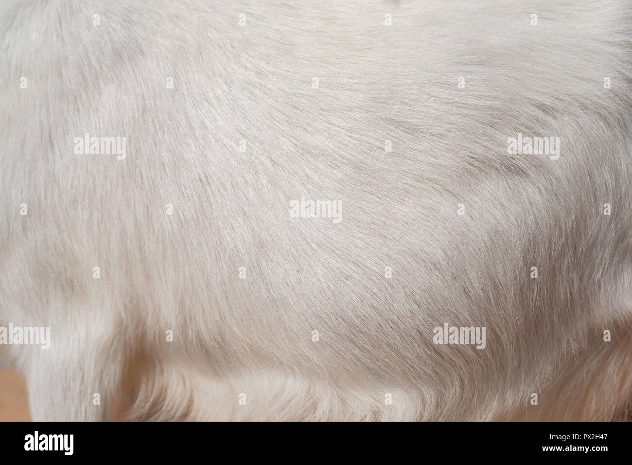 Goat hair texture hi-res stock photography and images - Alamy