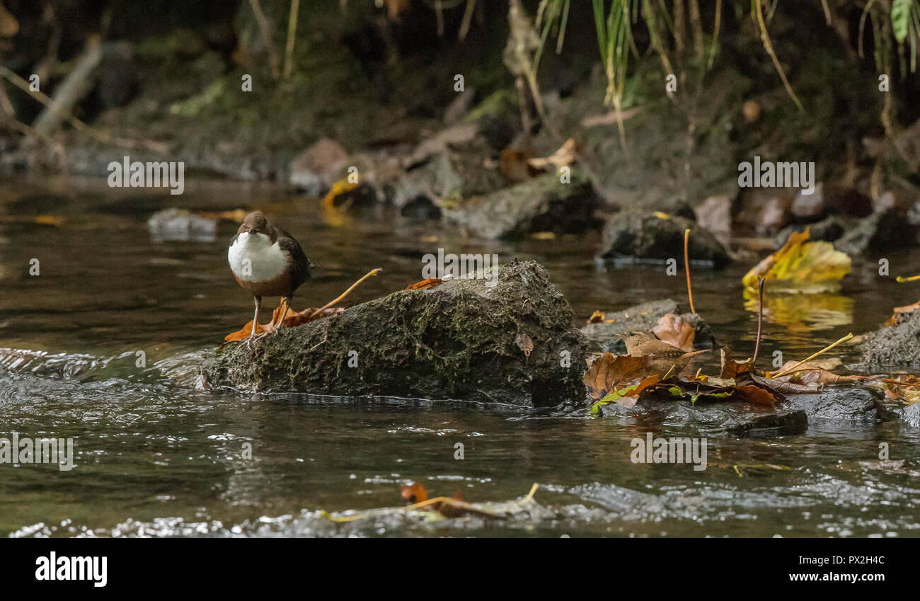 Dipper pair hi-res stock photography and images - Alamy