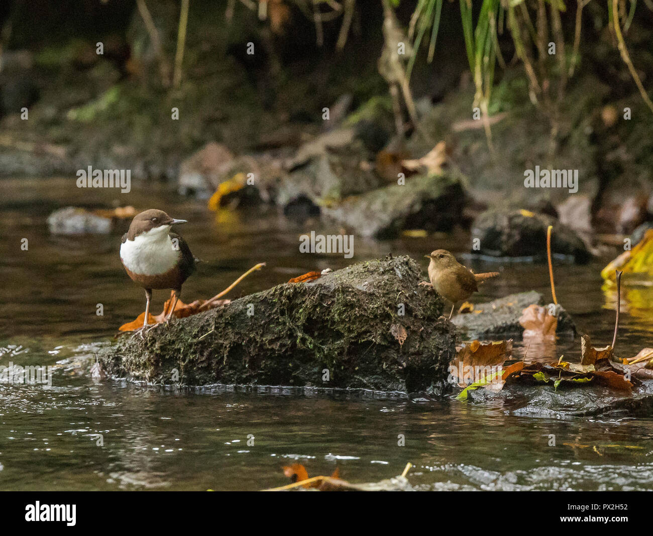 Dipping movements hi-res stock photography and images - Alamy