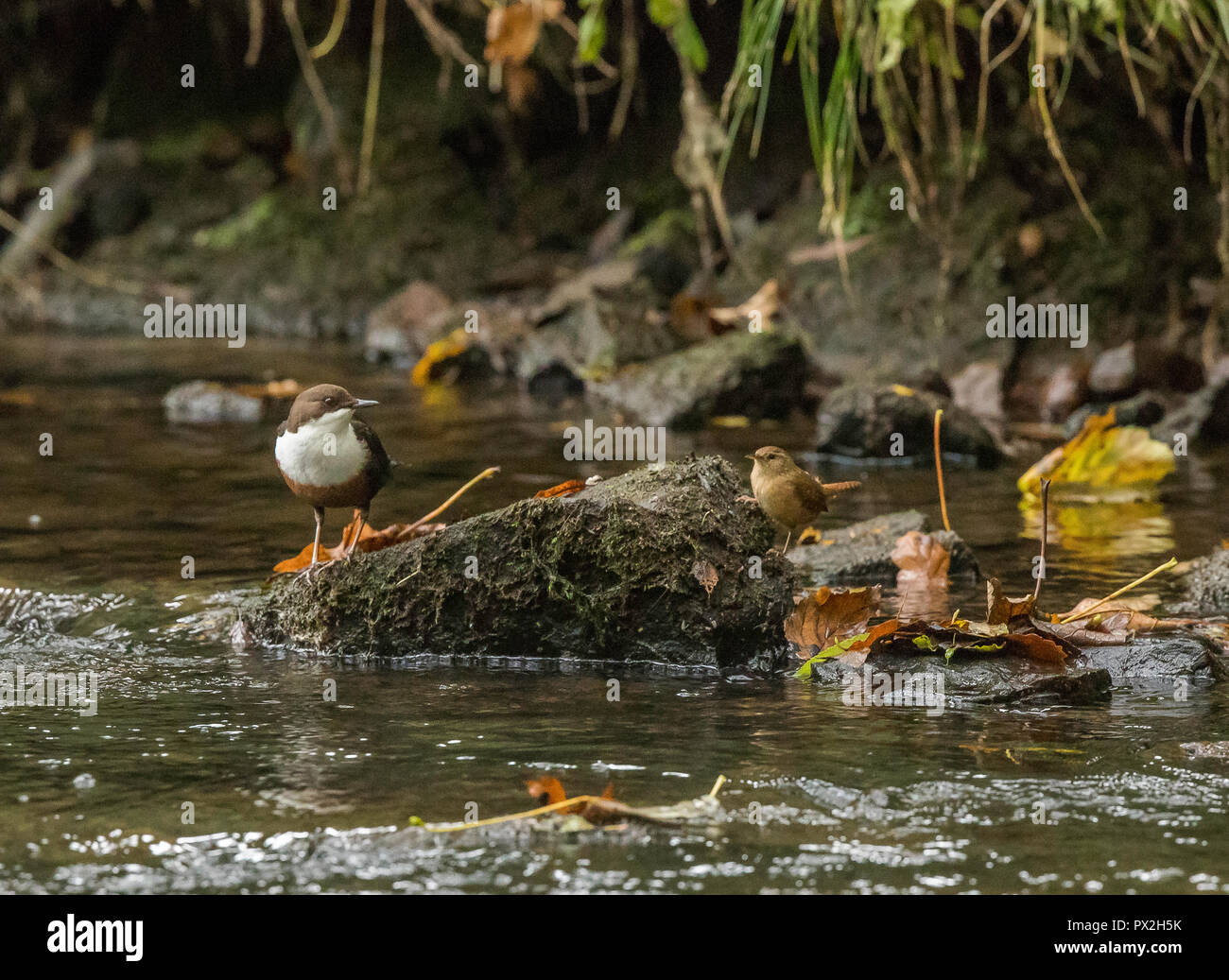 Dipper pair hi-res stock photography and images - Alamy